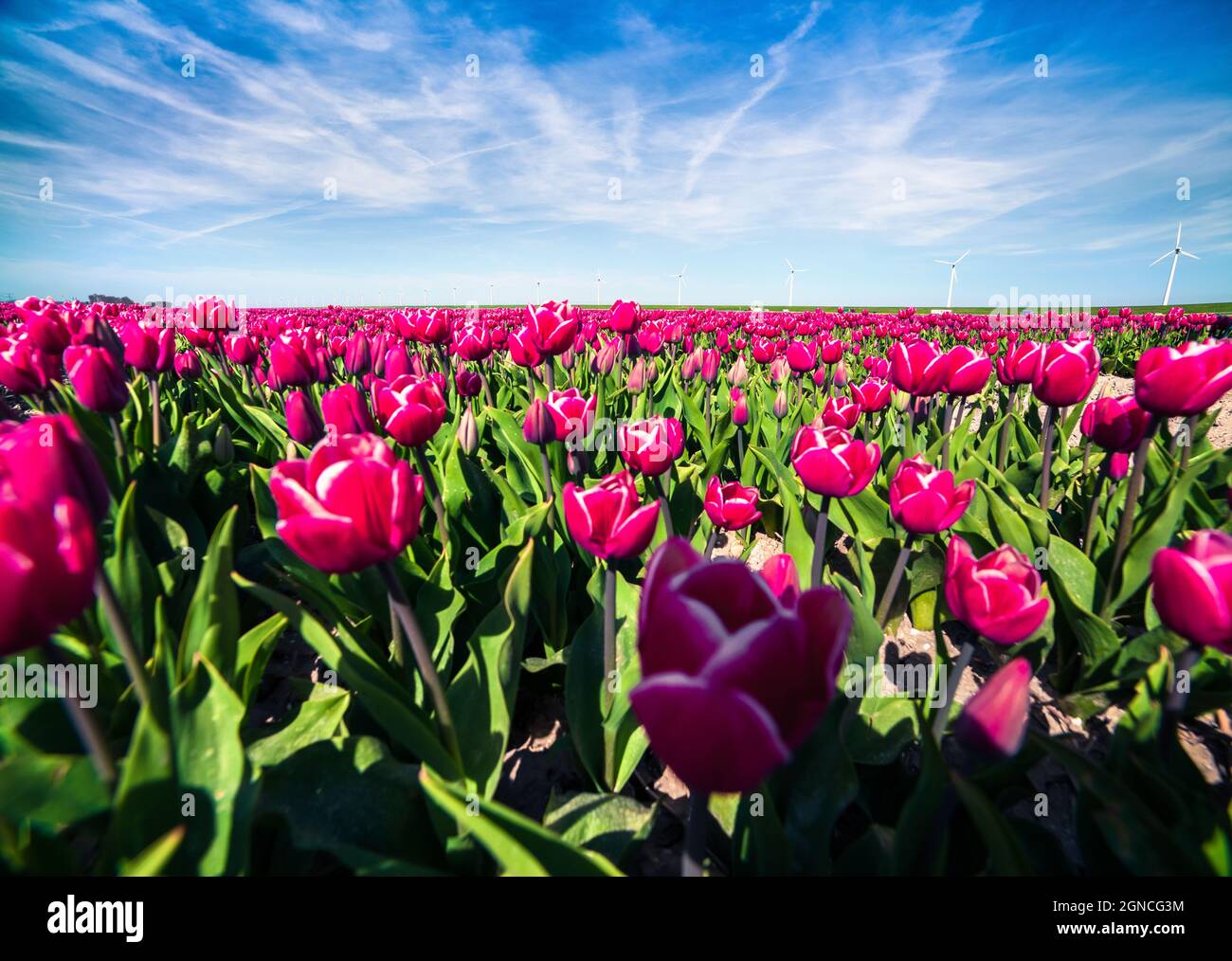 Electric wind turbines in the field of blooming tulip flowers. Sunny ...