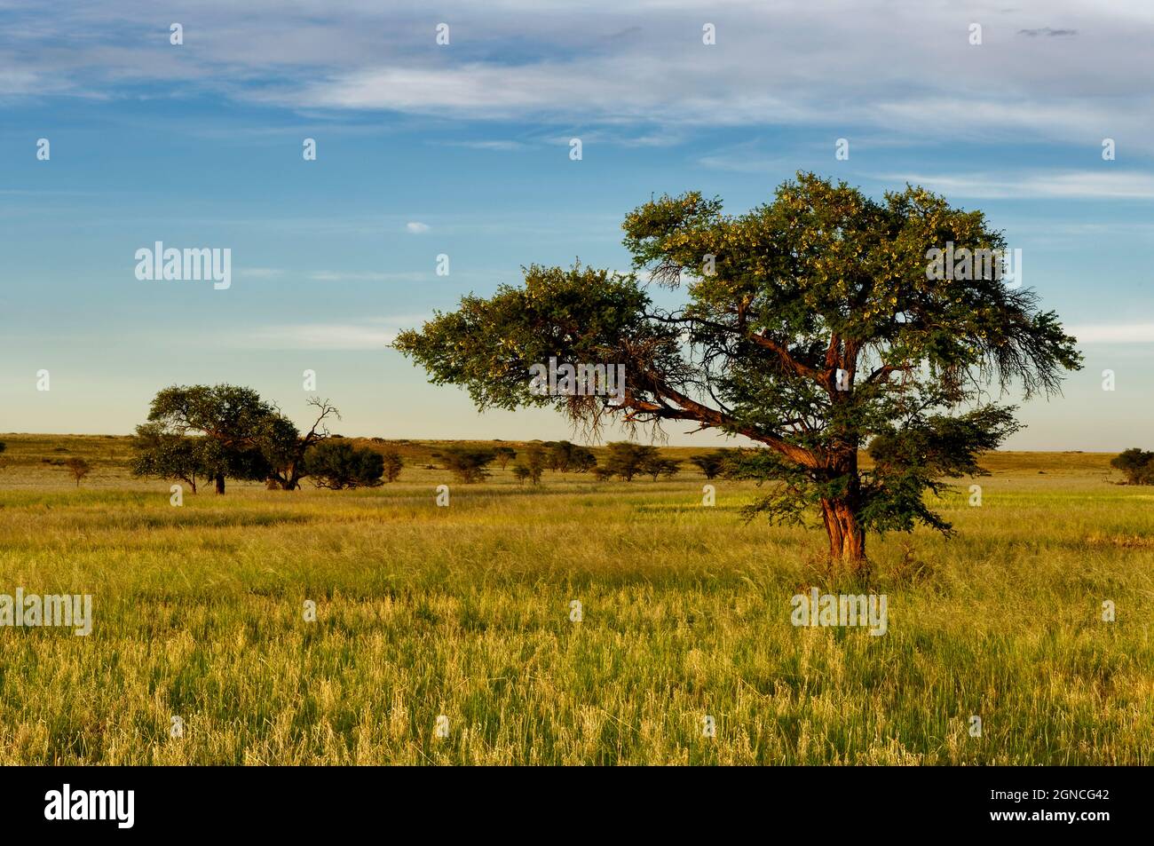 Camel thorn tree (Vachellia erioloba) inTsondab Valley Scenic Reserve ...