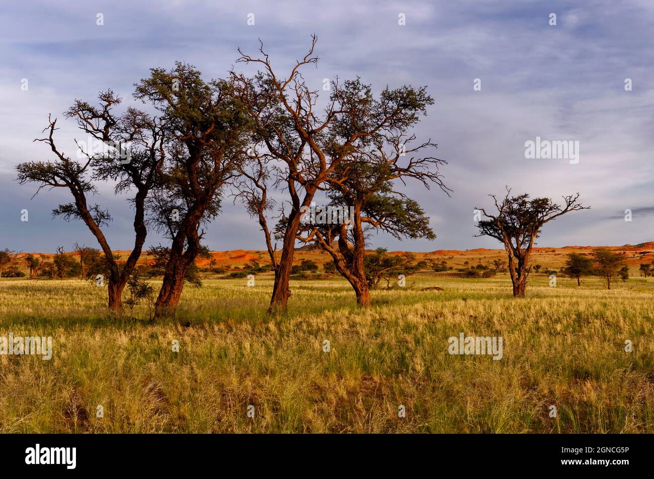Camel thorn trees (Vachellia erioloba) in Tsondab Valley Scenic Reserve ...
