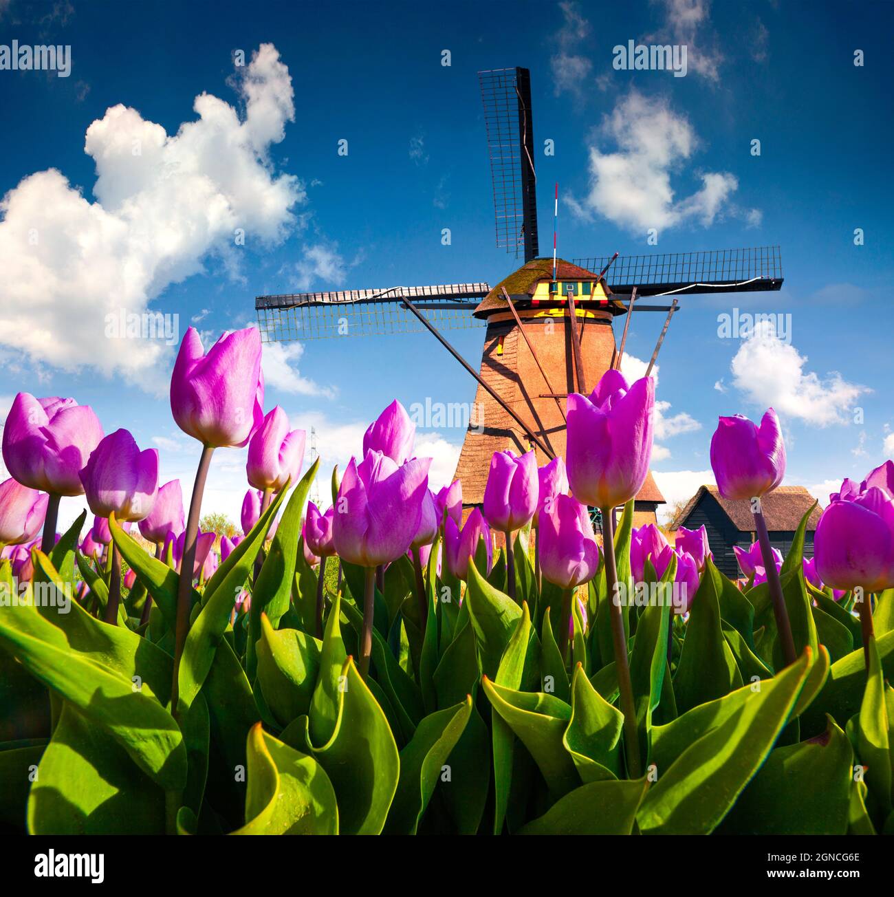The famous Dutch windmills among blooming pink tulip flowers. Sunny ...