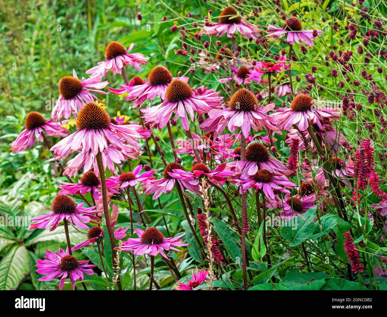 Echinacea coneflowers in garden hi-res stock photography and images - Alamy