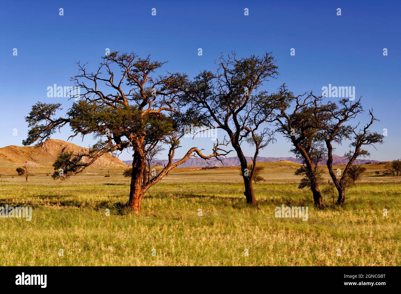 Camel thorn trees (Vachellia erioloba) in Tsondab Valley Scenic Reserve ...