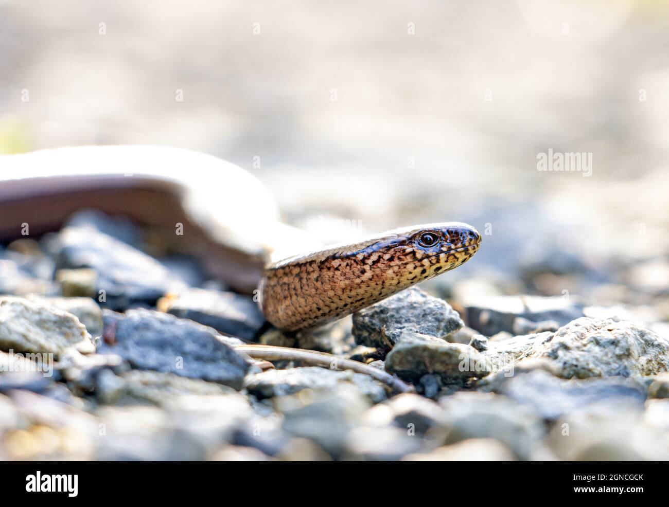 Snake (Anguis fragilis) crawling on a stone path in the forest, close ...