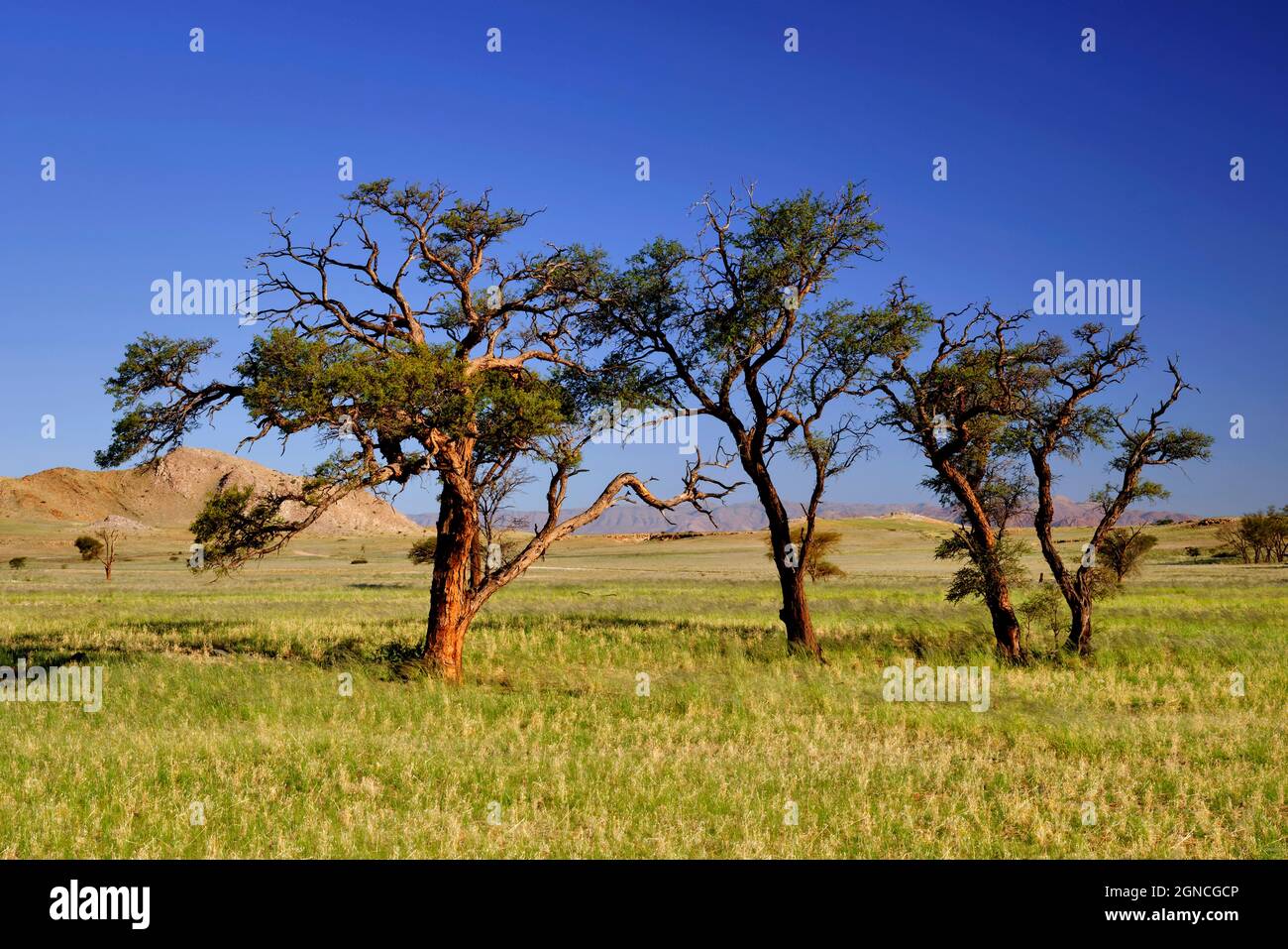 Camel thorn trees (Vachellia erioloba) in Tsondab Valley Scenic Reserve ...