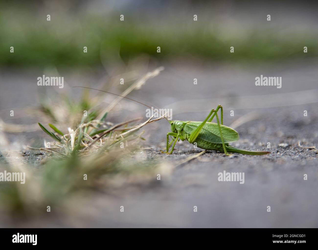 A large green locust on an asphalt road Stock Photo - Alamy