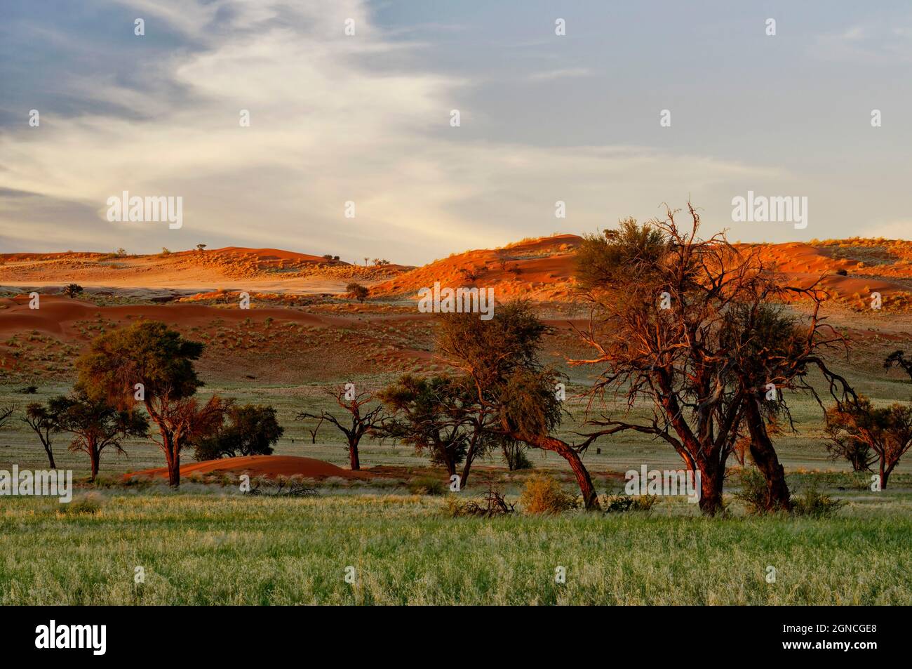 Camel thorn trees (Vachellia erioloba) inTsondab Valley Scenic Reserve ...