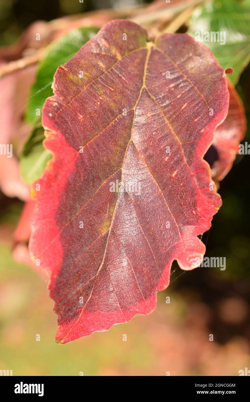 Hamamelis virginiana l hi-res stock photography and images - Alamy