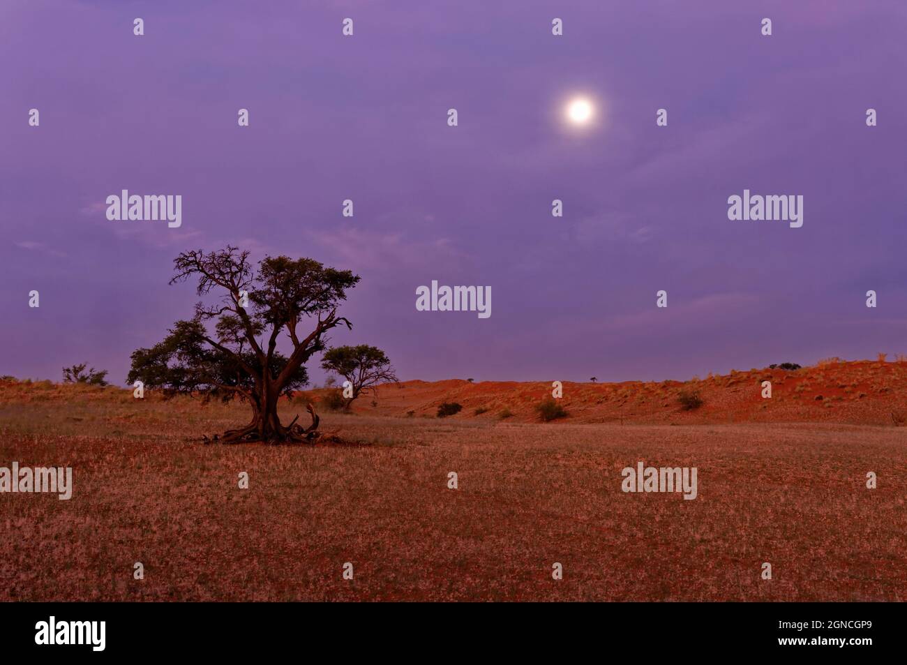 Moon over Namib Desert in Tsondab Valley Scenic Reserve, camel thorn ...