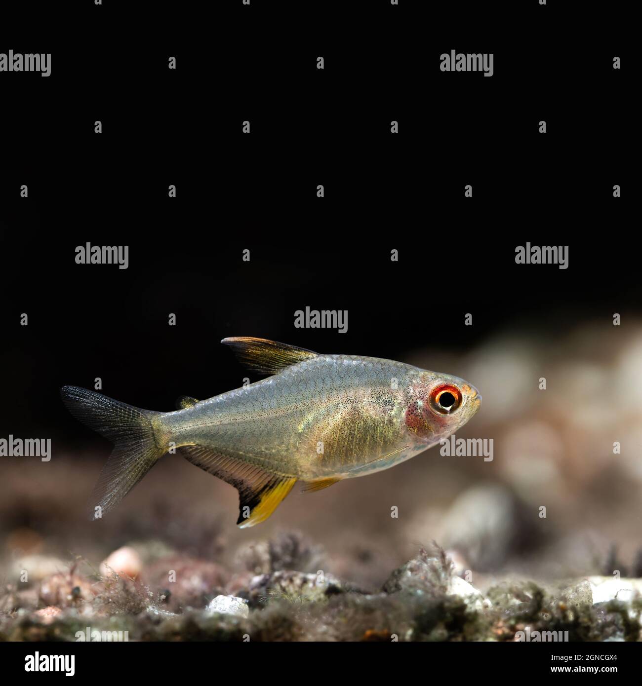 Empty fish tank hi-res stock photography and images - Alamy