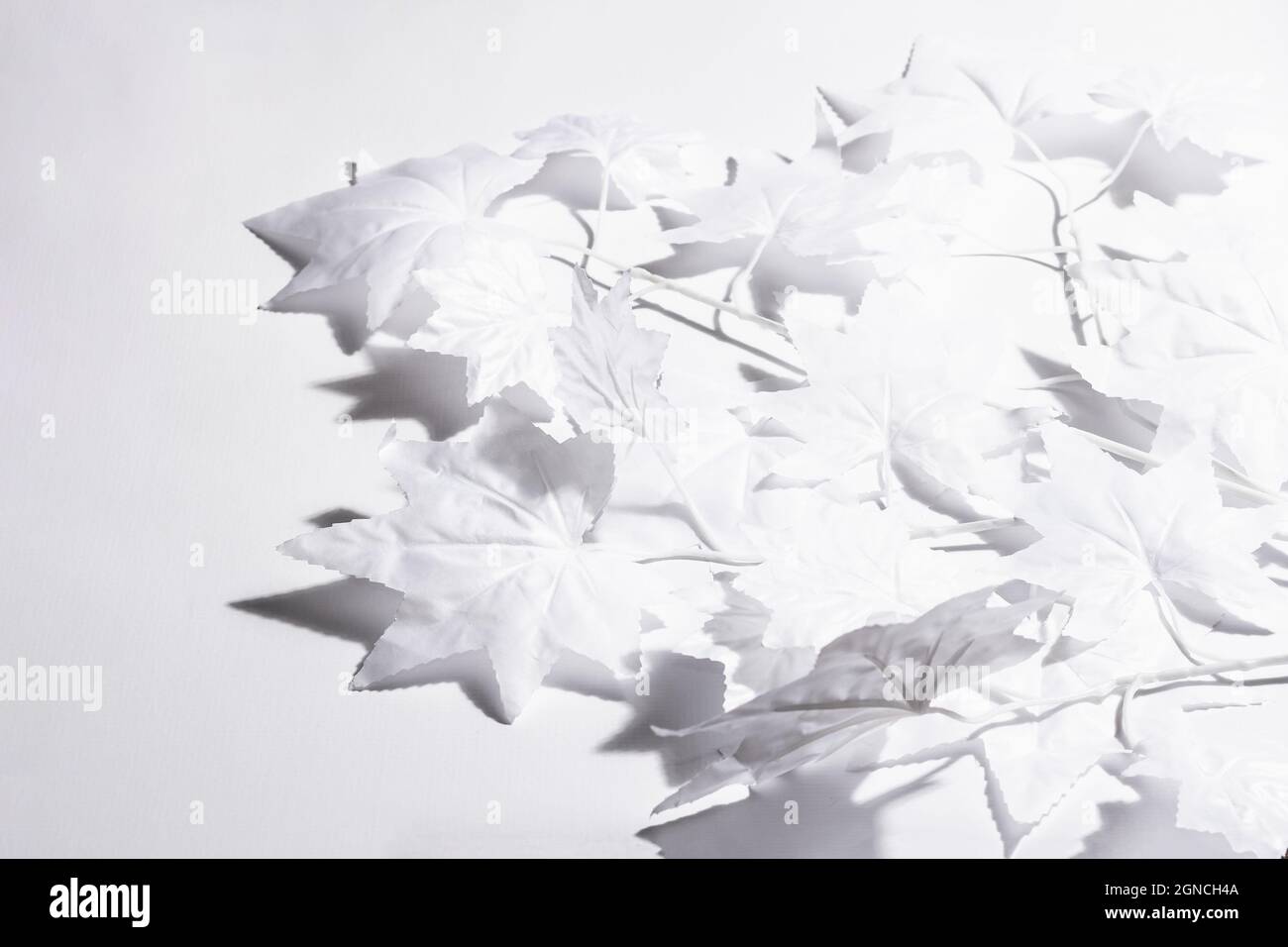 Halloween concept. Ghostly white maple leaves on a branch. Traditional ...