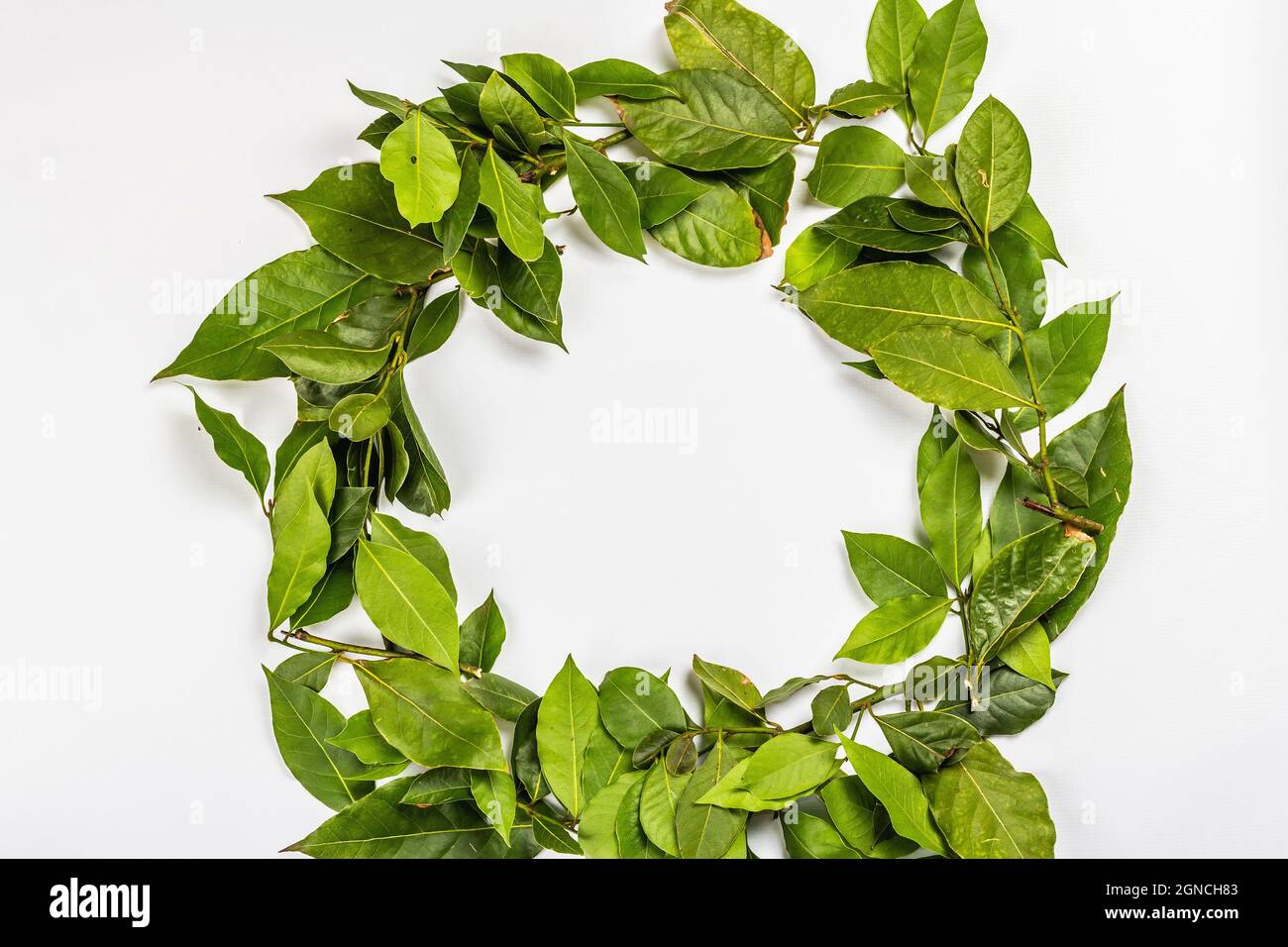 Laurel wreath of fresh leaves isolated on white background. The ...