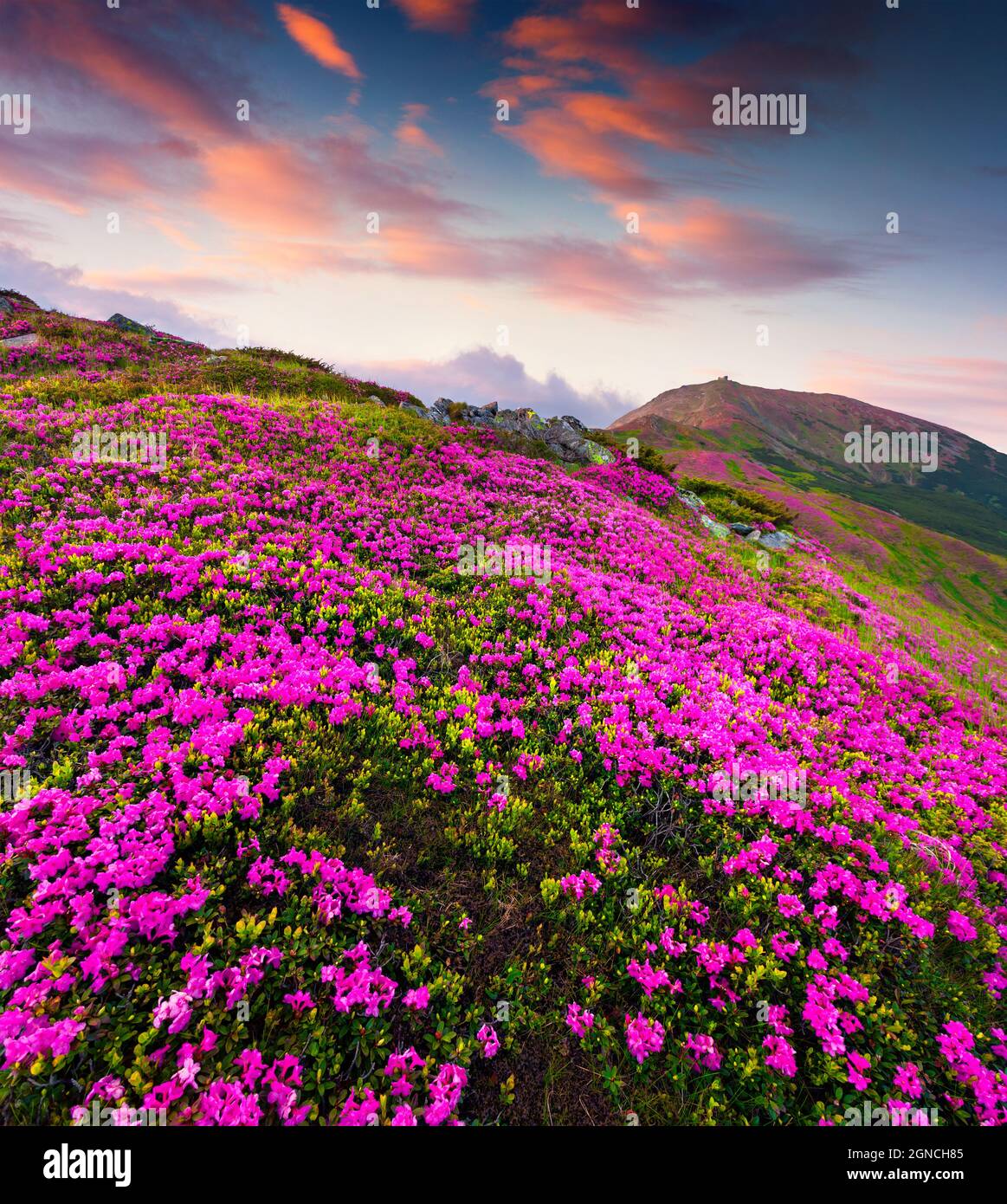 Colorful summer sunrise with fields of blooming rhododendron flowers ...