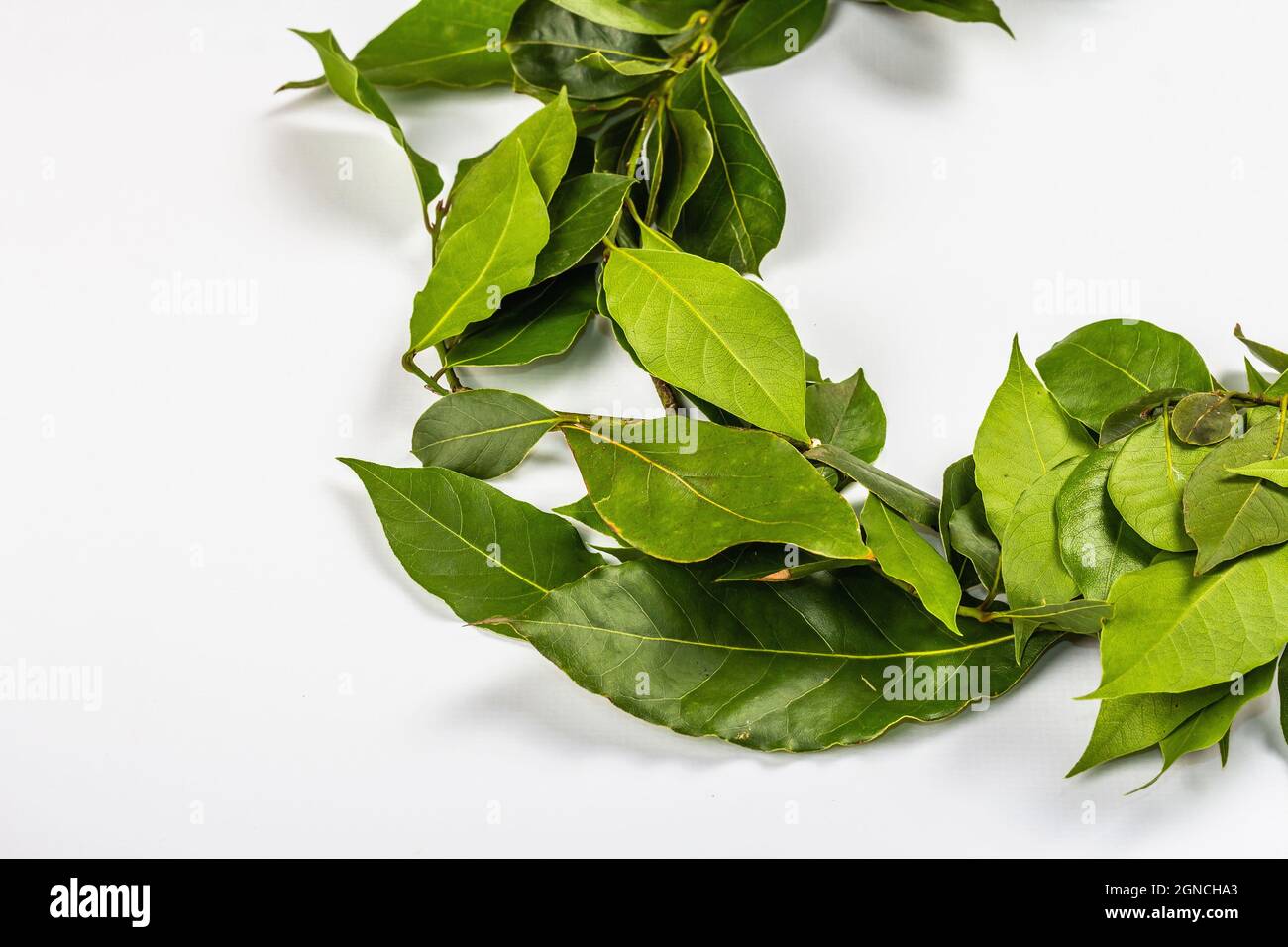 Laurel wreath of fresh leaves isolated on white background. The ...