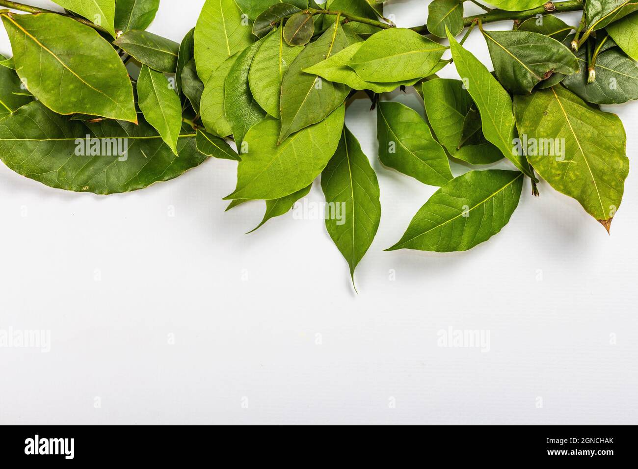 Laurel wreath of fresh leaves isolated on white background. The ...