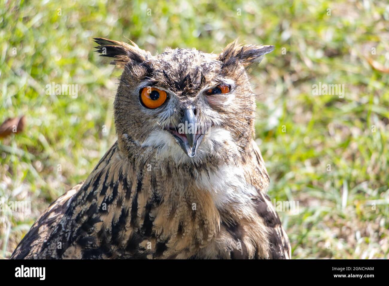 The blinking eagle-owl (Bubo bubo) look to camera Stock Photo - Alamy
