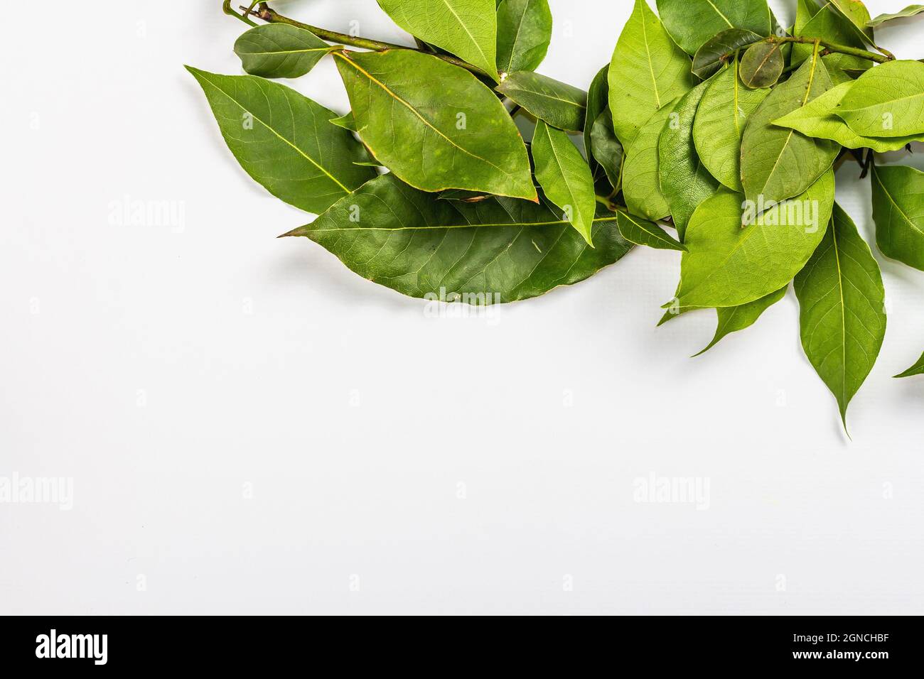 Laurel wreath of fresh leaves isolated on white background. The ...