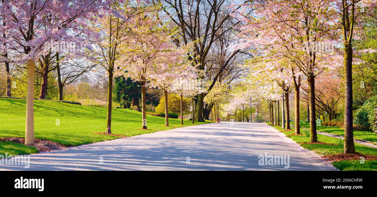 Sunny spring view of the alley of cherry blossoms in the botanical ...