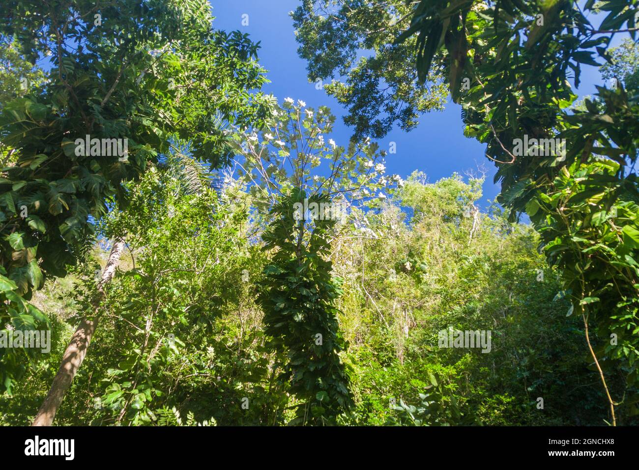 Tall trees in Vinales valley, Cuba Stock Photo - Alamy
