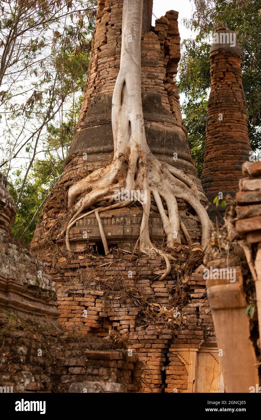 A huge tree grows and sinks its roots among the ancient stupas and ...