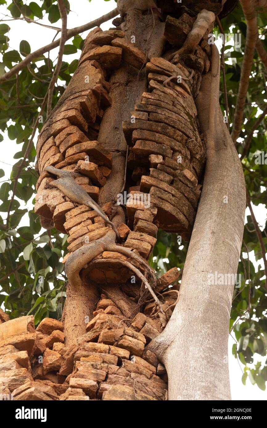 A huge tree grows and twists among the ancient stupas and pagodas, in ...