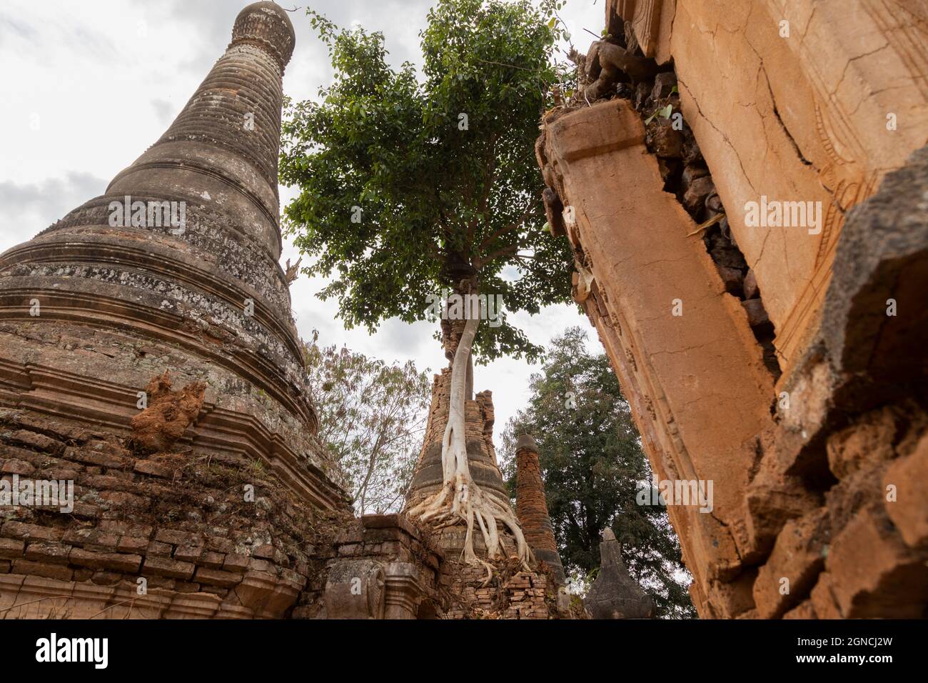 A huge tree grows and sinks its roots among the ancient stupas and ...