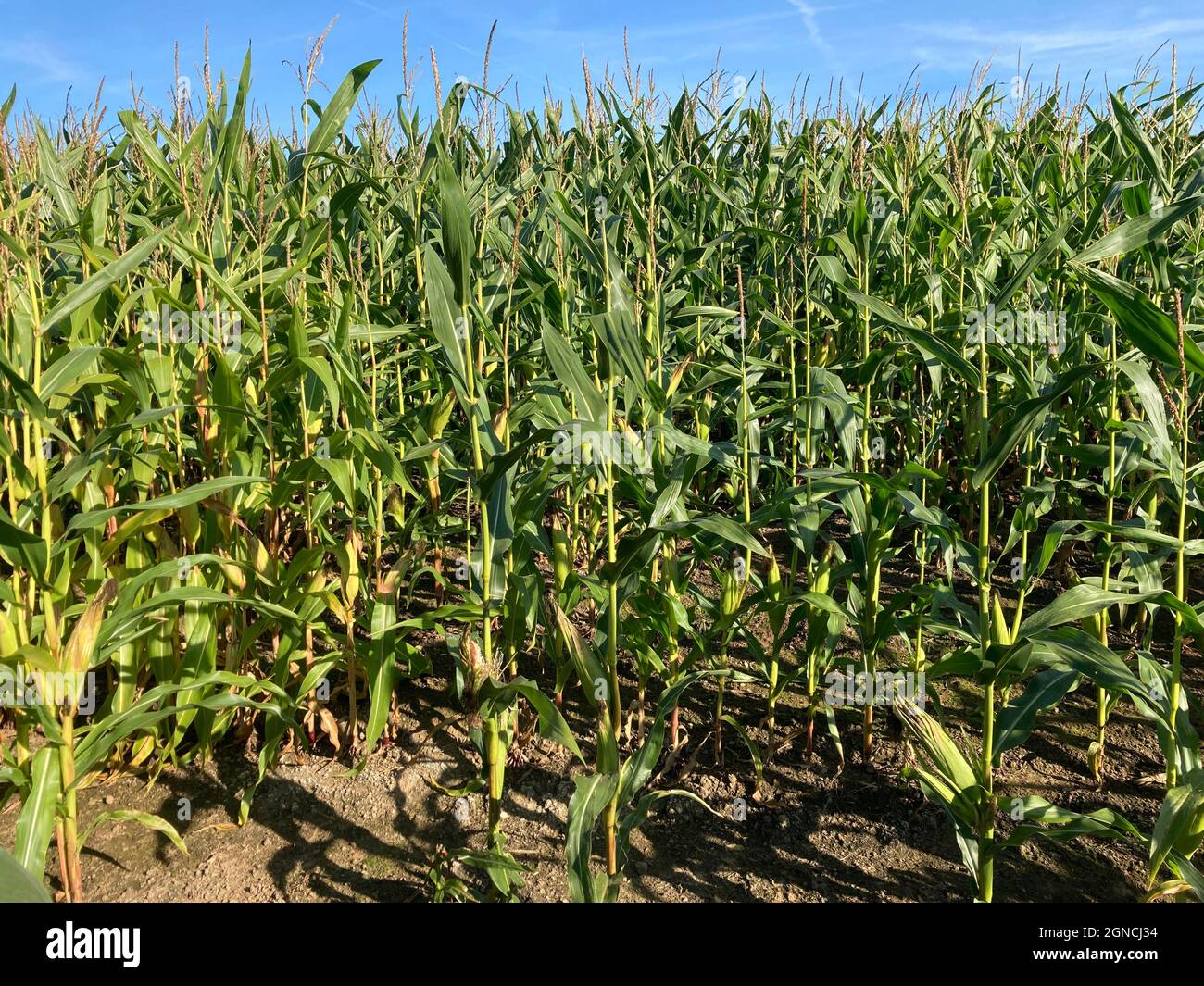 Field of sweet corn ready for harvest, early morning light Stock Photo ...