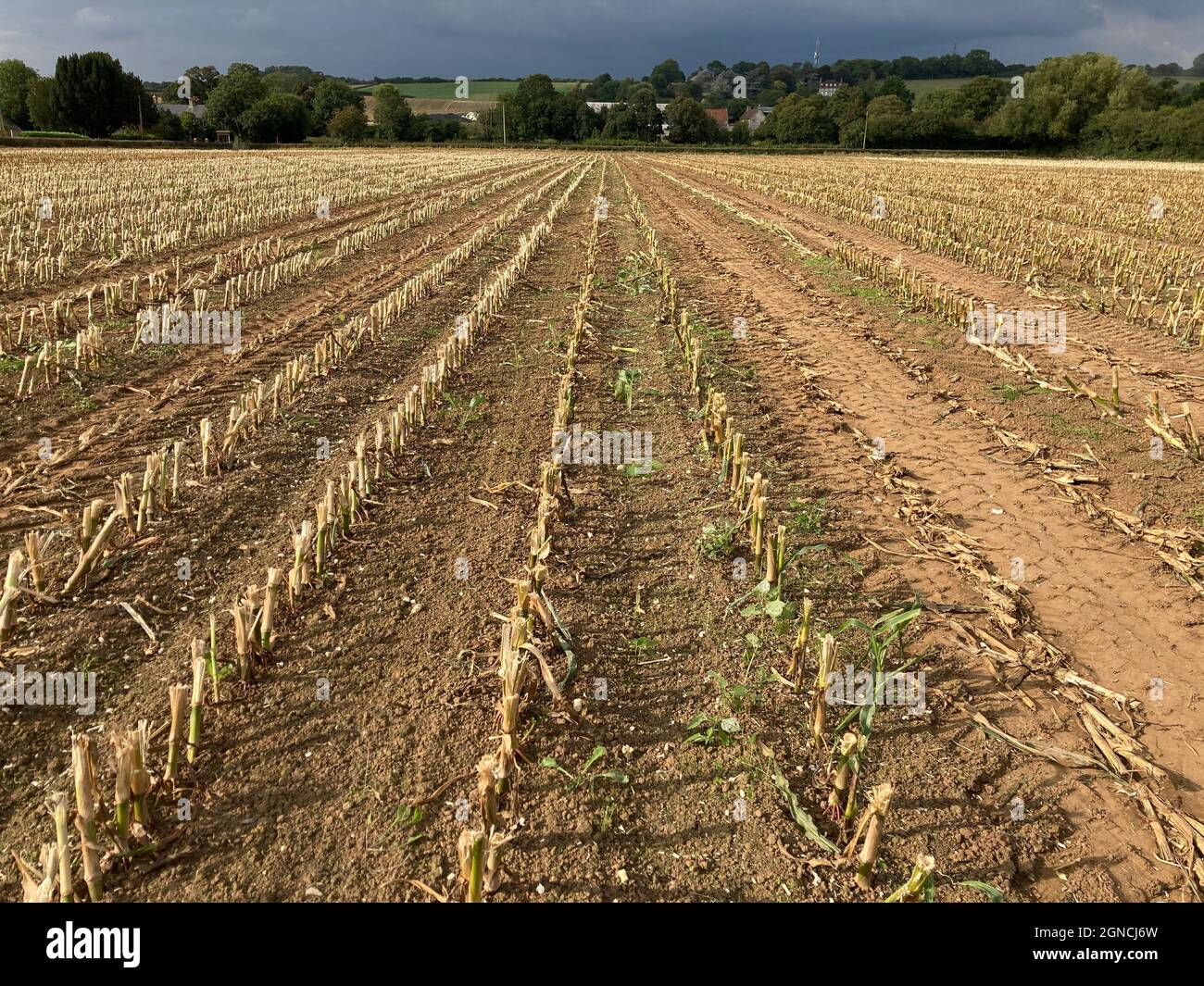 Agricultural landscape, farm field of maize stubble in late afternoon ...