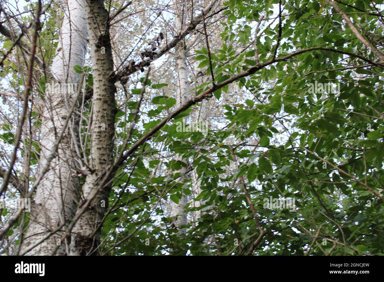 Outdoor nature fall tree scene Stock Photo - Alamy