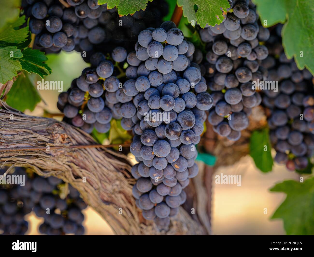 A bunch of red grapes on the vine is ready for harvest. Napa Valley ...