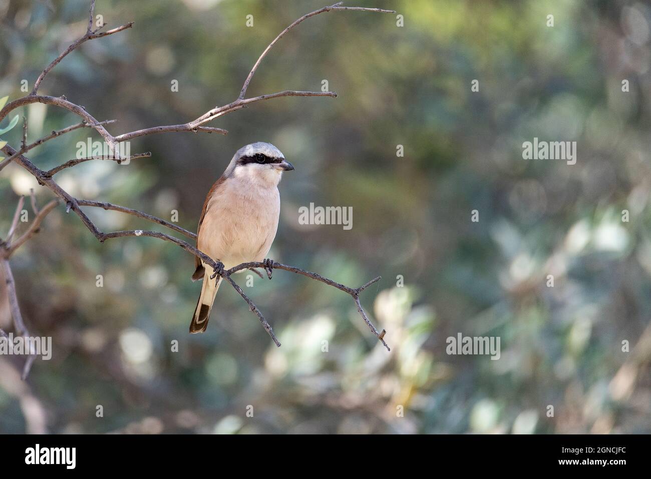 Lanius, the typical shrikes, are a genus of passerine birds in the ...