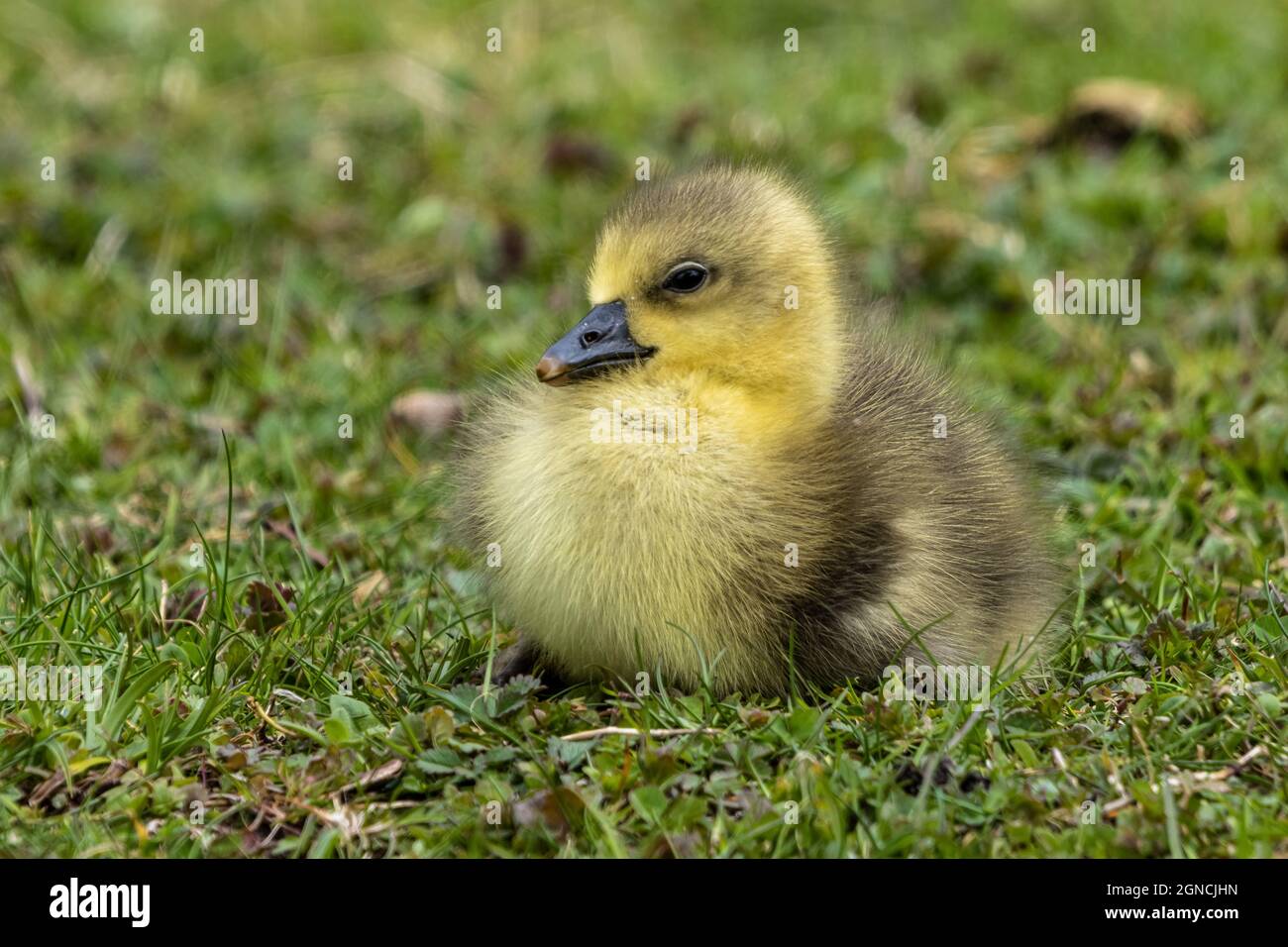 Close up of a beautiful yellow fluffy greylag goose baby gosling in ...