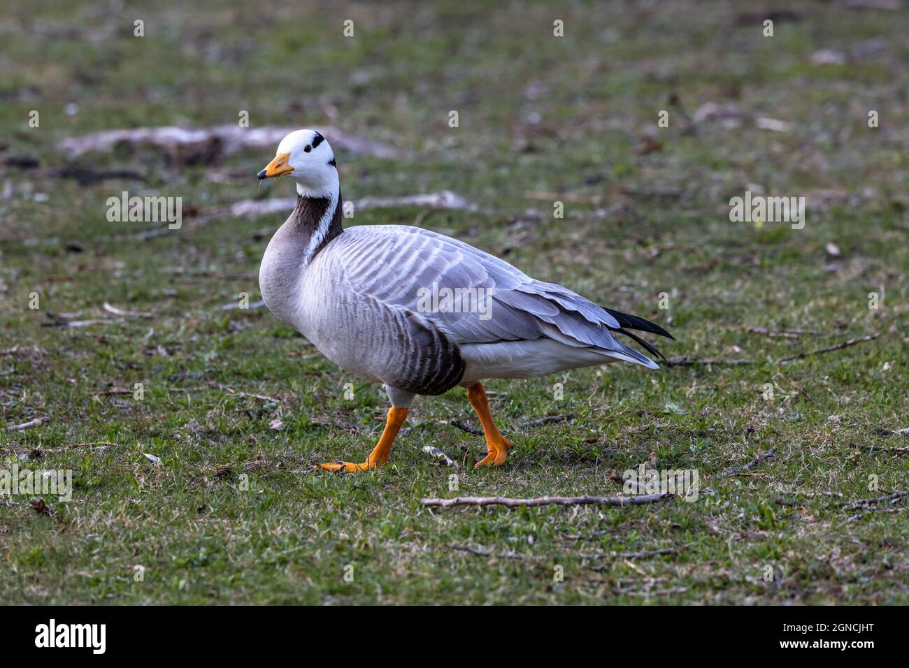 The bar-headed goose, Anser indicus is a goose that breeds in Central ...