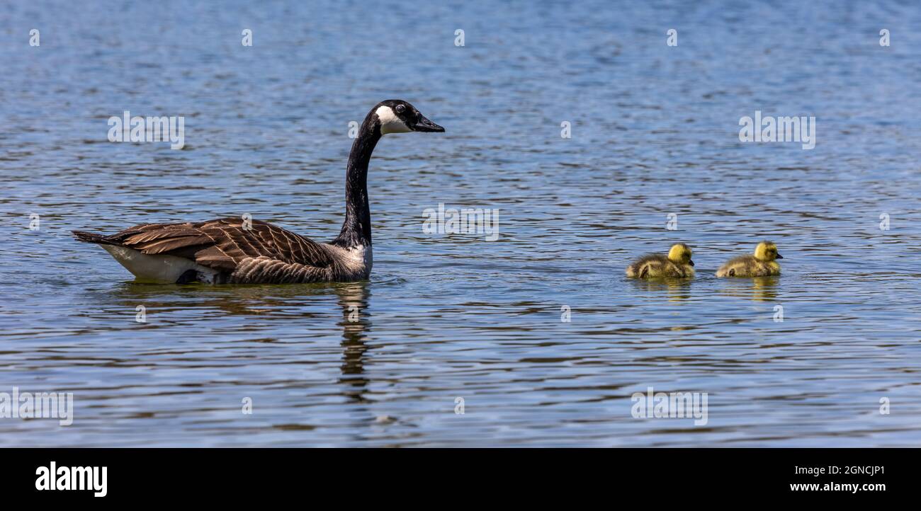 Canada goose, Branta canadensis family with young goslings at a lake ...
