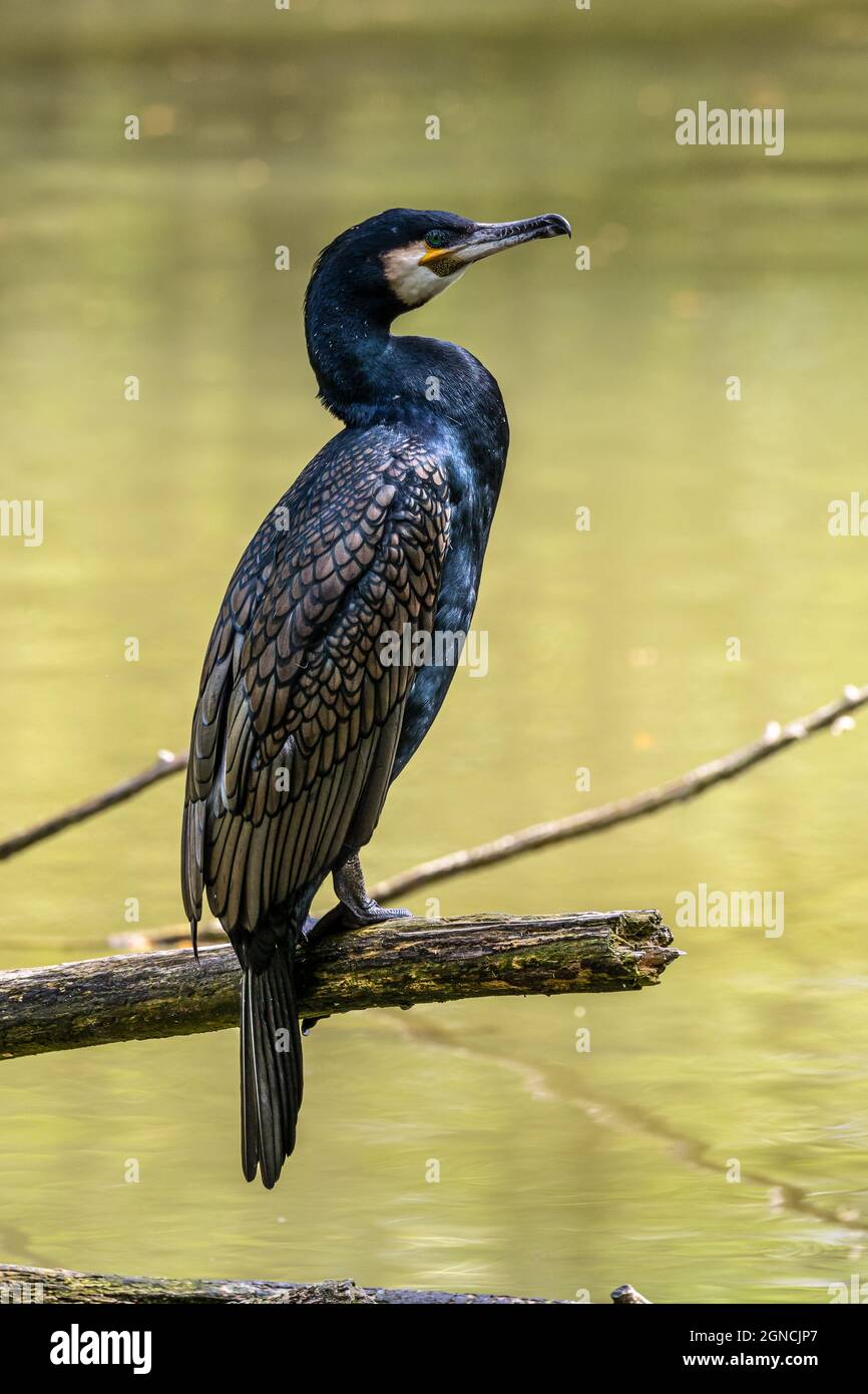 The great cormorant, Phalacrocorax carbo known as the great black ...