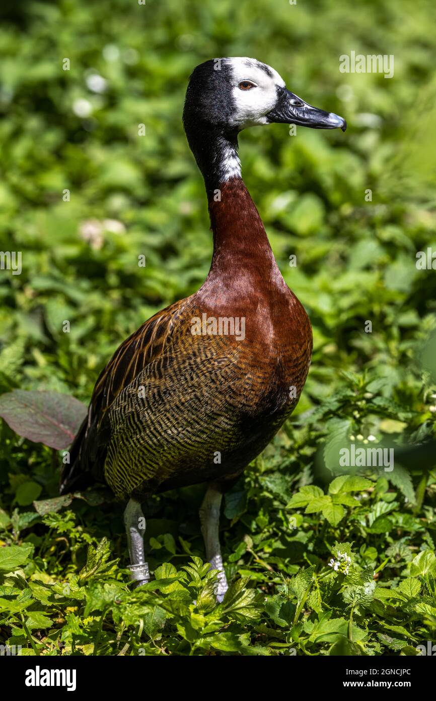 White-faced whistling duck, Dendrocygna viduata, noisy bird with a ...