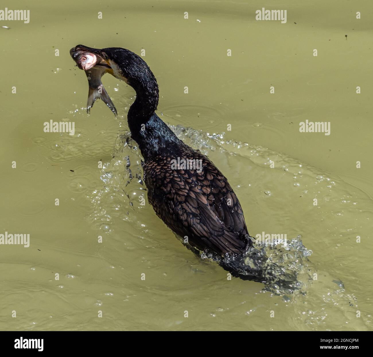 The great cormorant eating a fish. Phalacrocorax carbo known as the ...