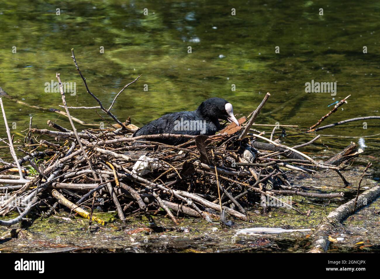 The Eurasian coot sitting on the nest. Fulica atra, also known as the ...