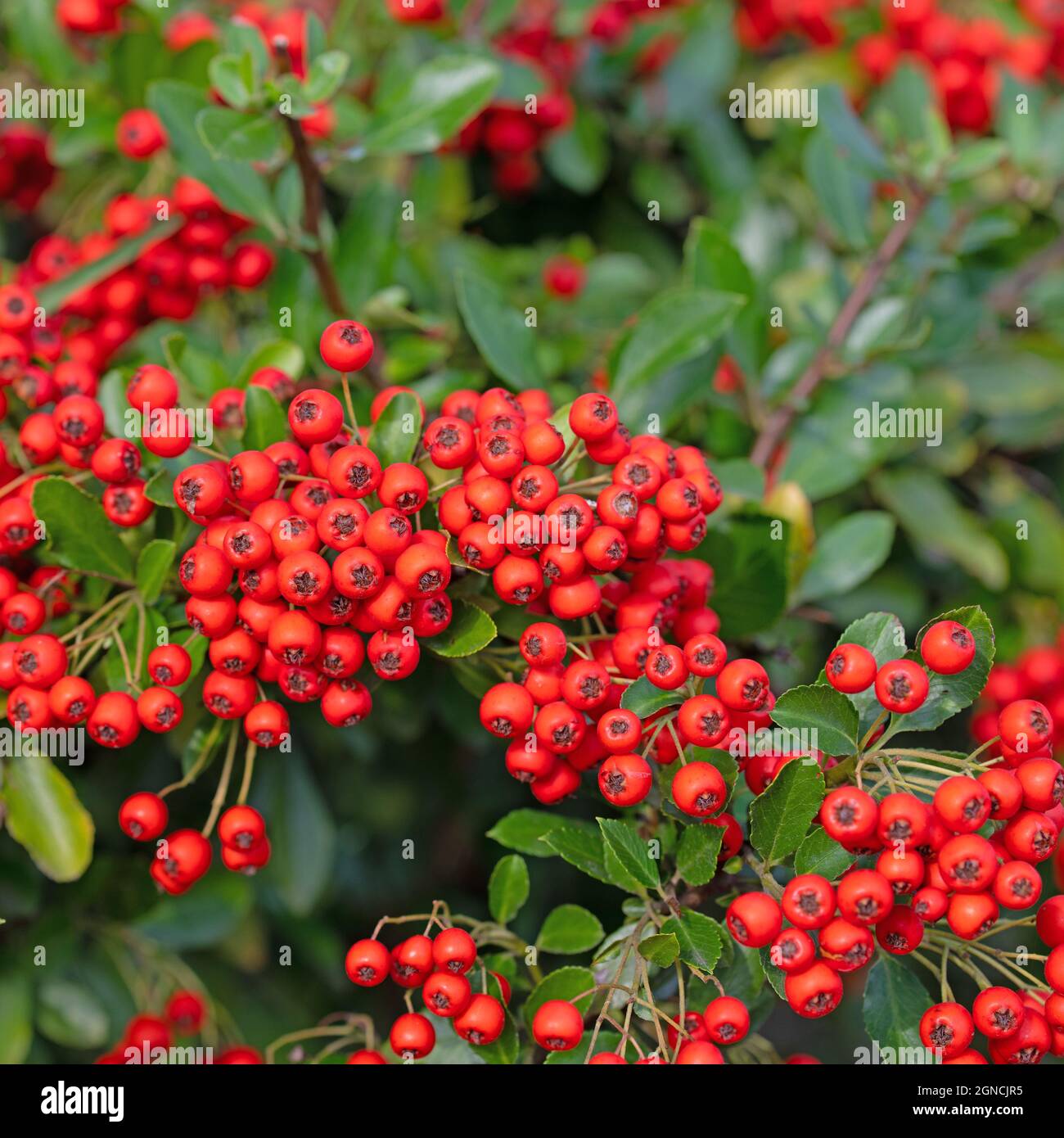 Pyracantha fruits hi-res stock photography and images - Alamy