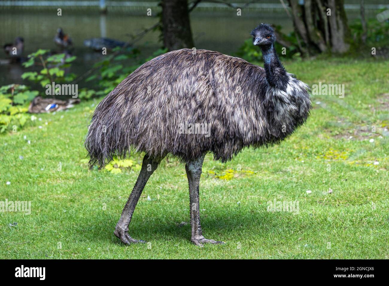 The emu, Dromaius novaehollandiae is the second-largest living bird by ...