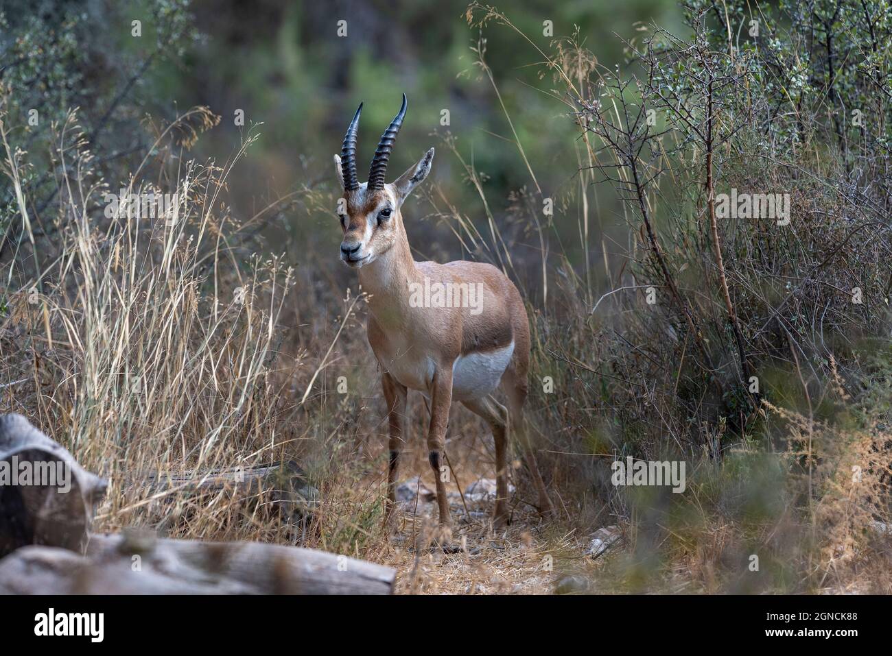 A male mountain gazelle in gazelle valley national park, Jerusalem ...