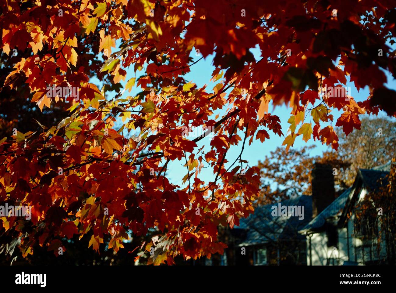Northeast ohio fall trees hi-res stock photography and images - Alamy