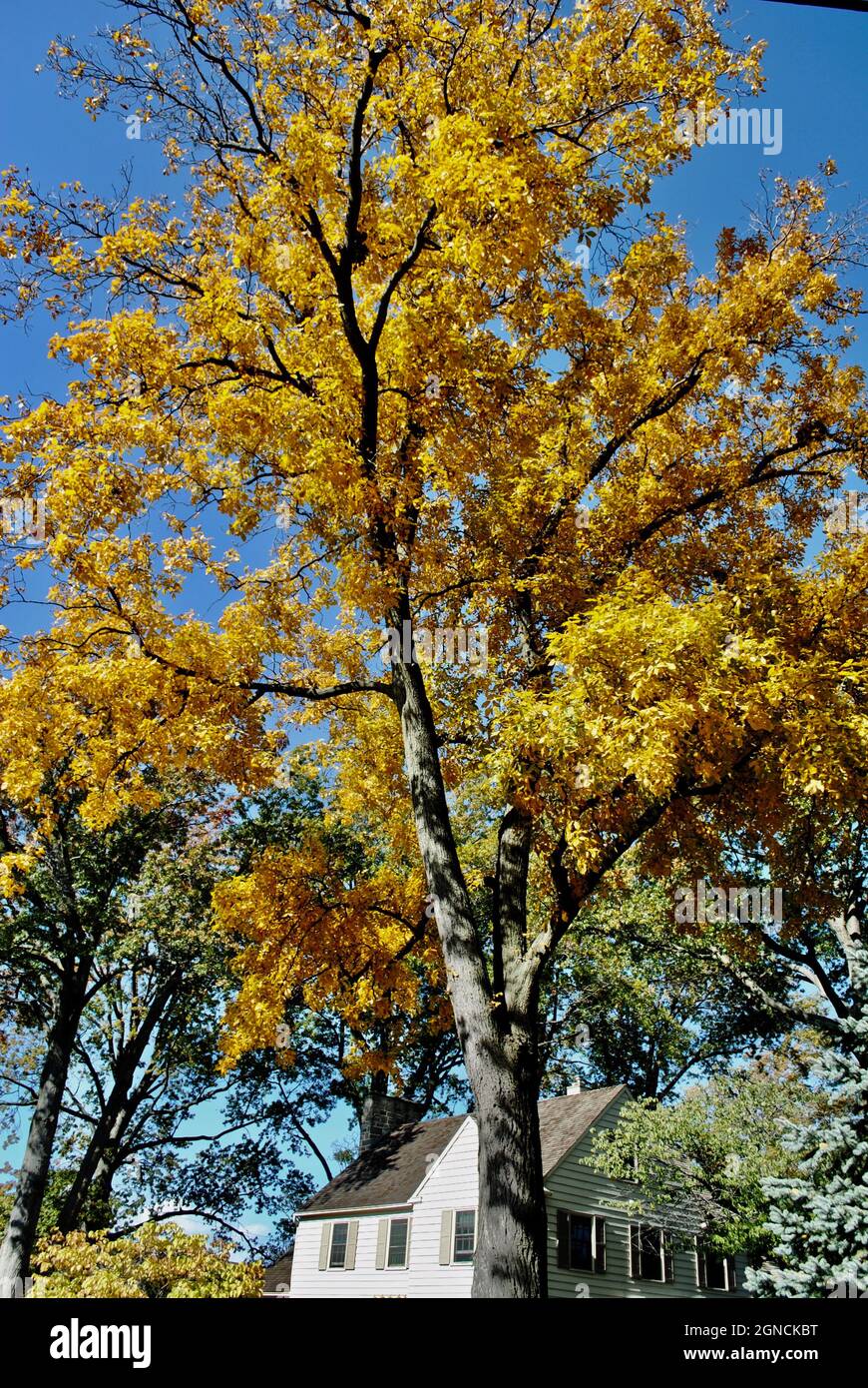 Northeast ohio fall trees hi-res stock photography and images - Alamy