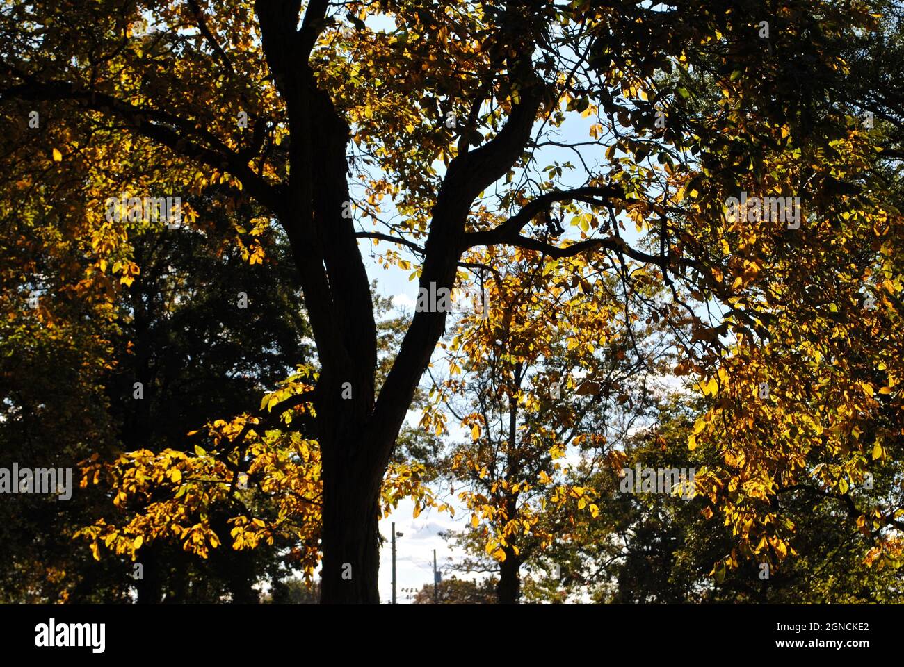 Colorful fall/autumn foliage in Northeastern Ohio Stock Photo - Alamy