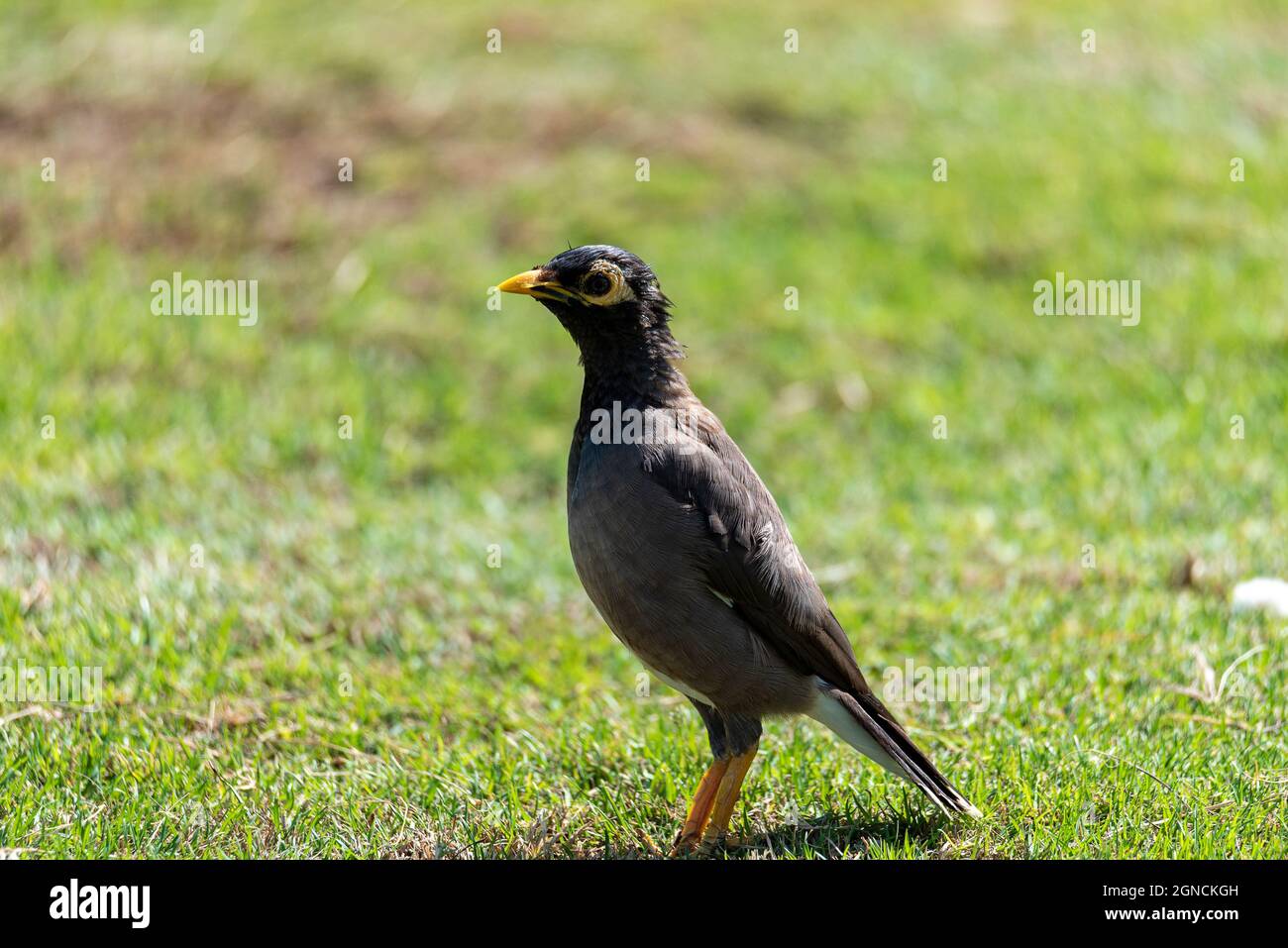 Common Myna bird (Acridotheres tristis) This bird is native to the ...