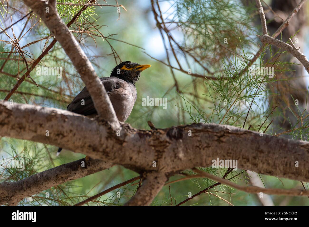 Common Myna bird (Acridotheres tristis) This bird is native to the ...