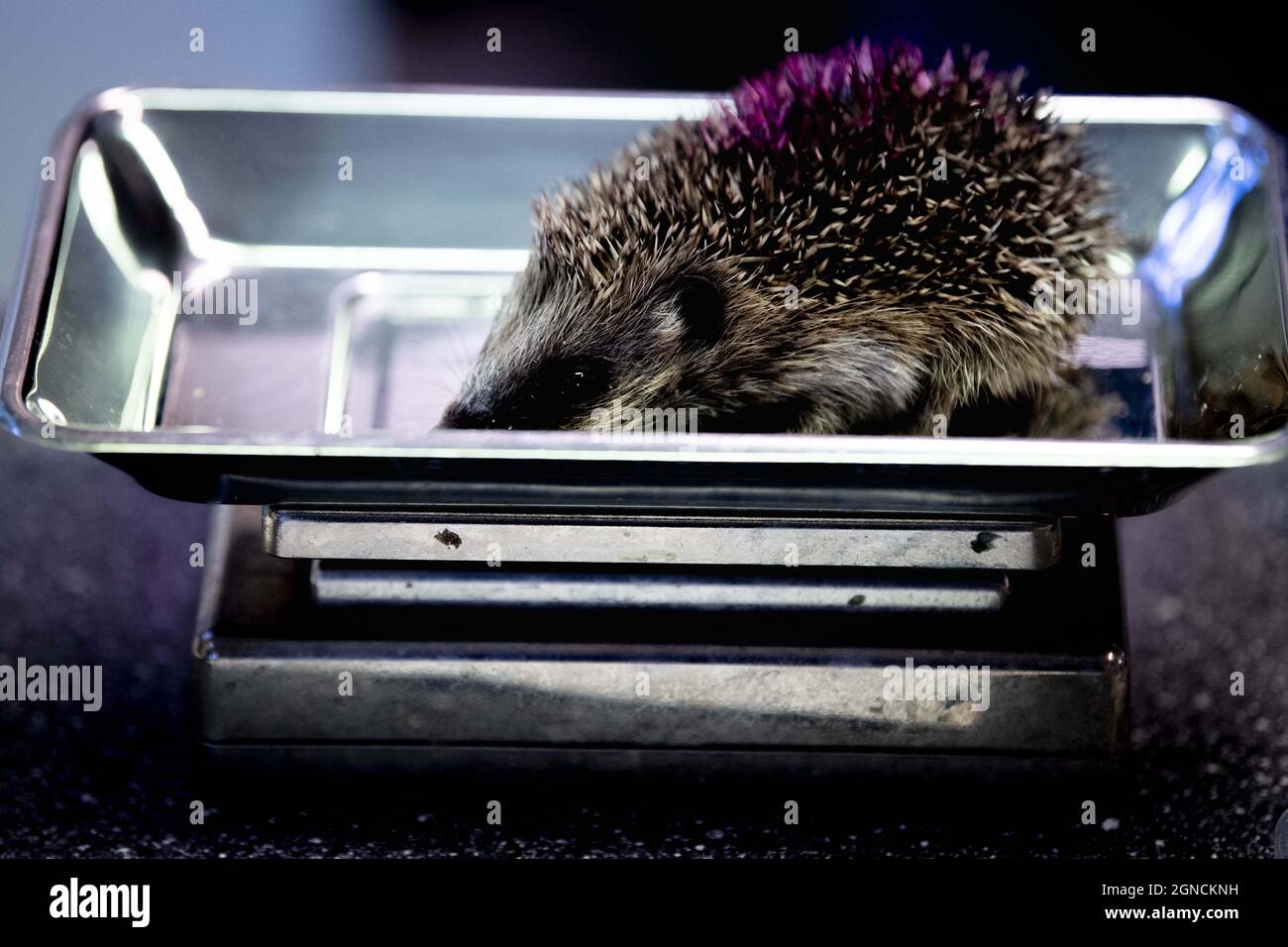 A hedgehog in the hedgehog shelter is fed with milk. Rotterdam ...