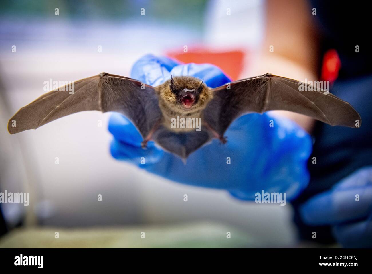 Catherine de yougoslavie hi-res stock photography and images - Alamy