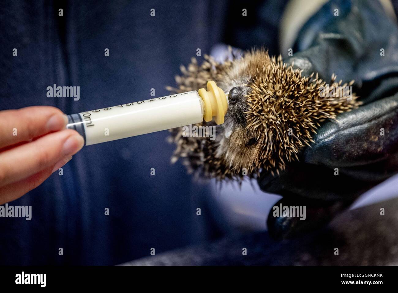 A hedgehog in the hedgehog shelter is fed with milk. Rotterdam ...