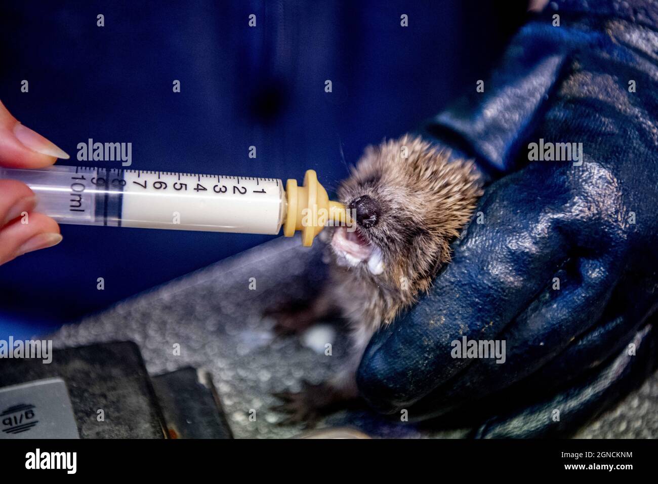 A hedgehog in the hedgehog shelter is fed with milk. Rotterdam ...