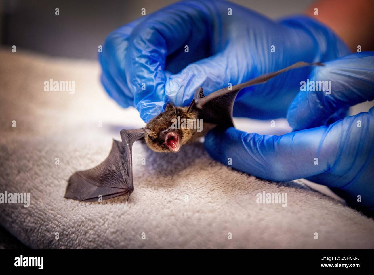 A bat in an animal shelter is being fed. Rotterdam, Netherlands on ...